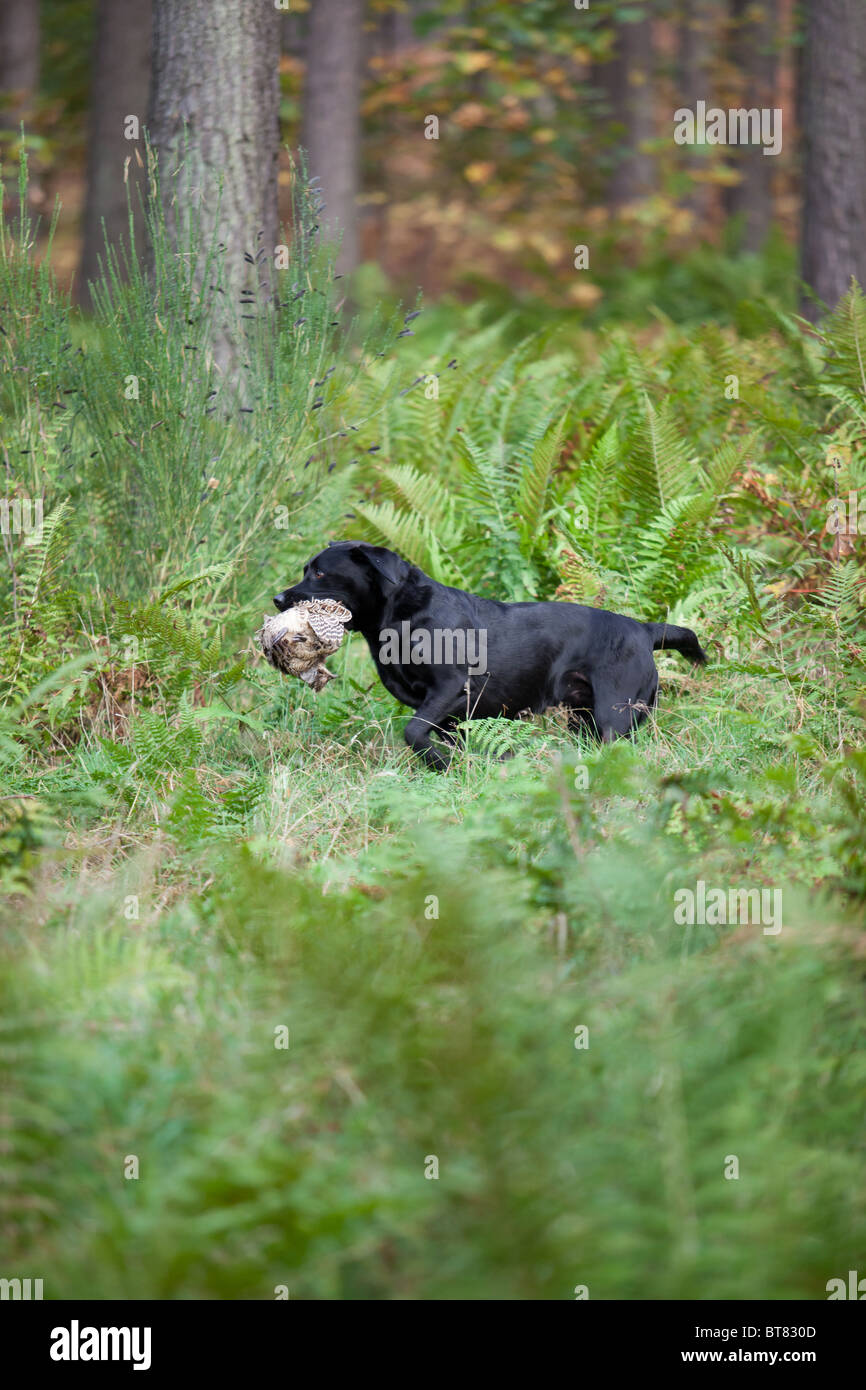 Black Labrador retriever retrieving game Stock Photo - Alamy