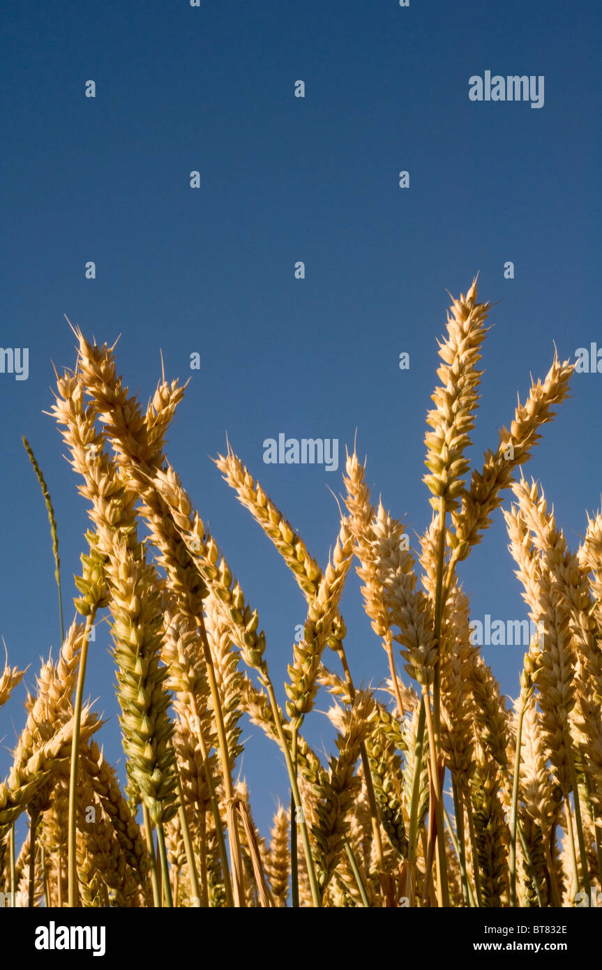 ears of corn harvest Stock Photo - Alamy