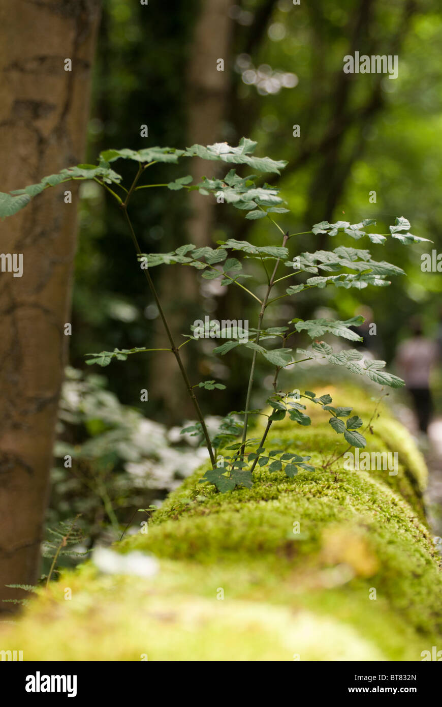 Tree saplings growing on a stone wall running alongside a wood Stock ...