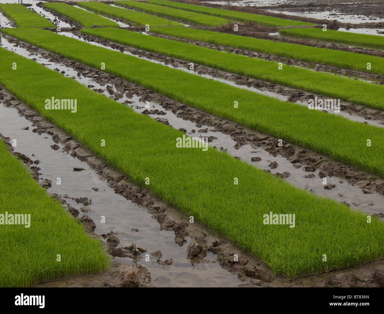 Prc peoples republic of china hi-res stock photography and images - Alamy