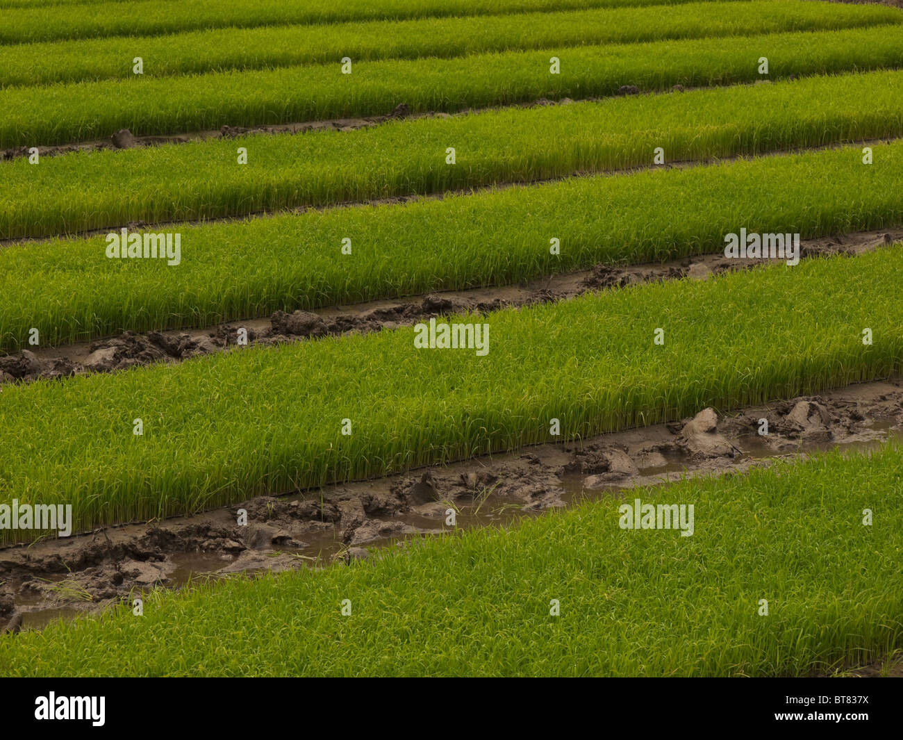 Rice field in China Stock Photo - Alamy