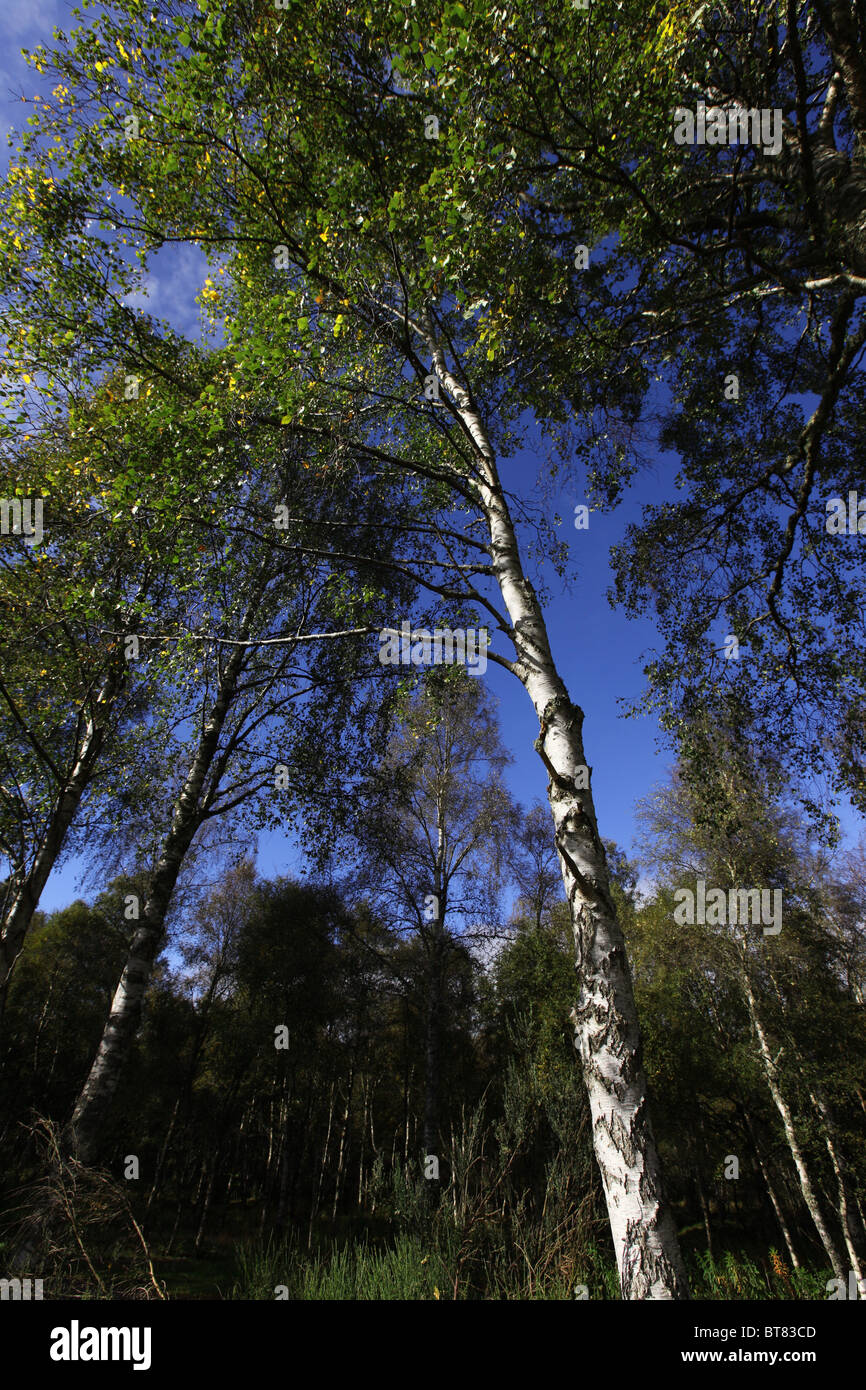 Silver birches tree hi-res stock photography and images - Alamy