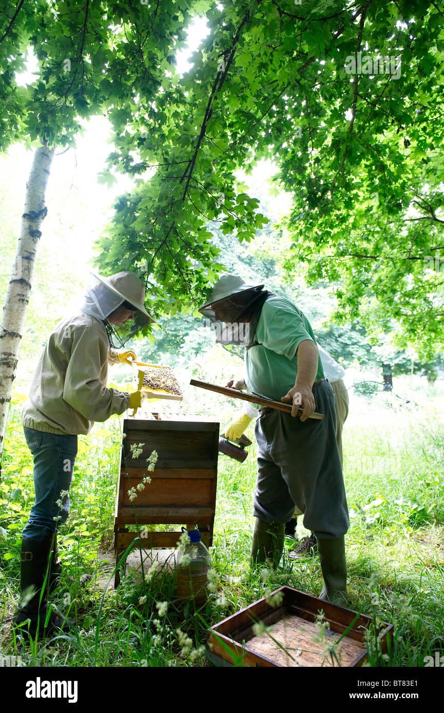 Two people checking a bee hive in the summer, girl holding a frame of ...