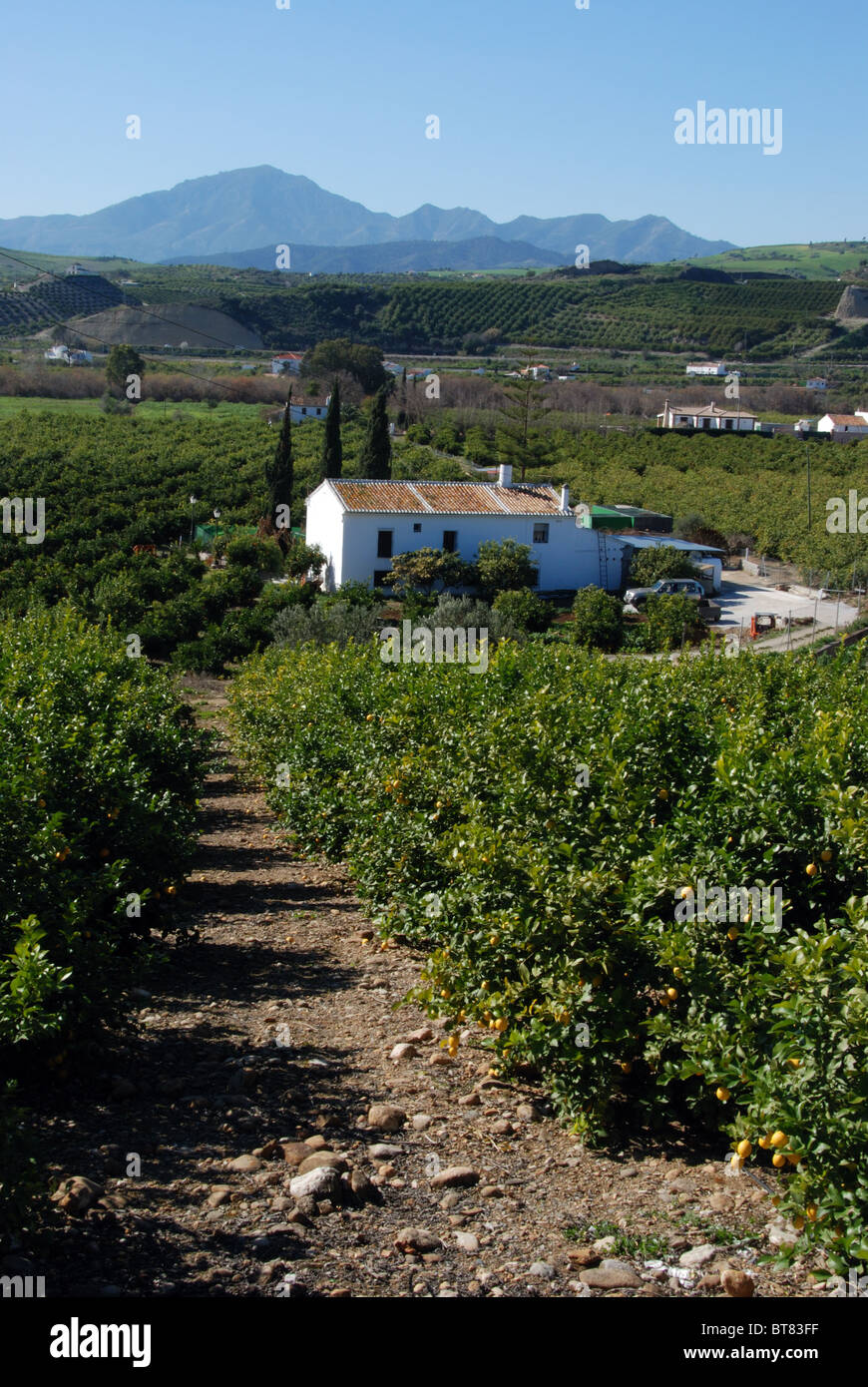 Orange groves spain hi-res stock photography and images - Alamy