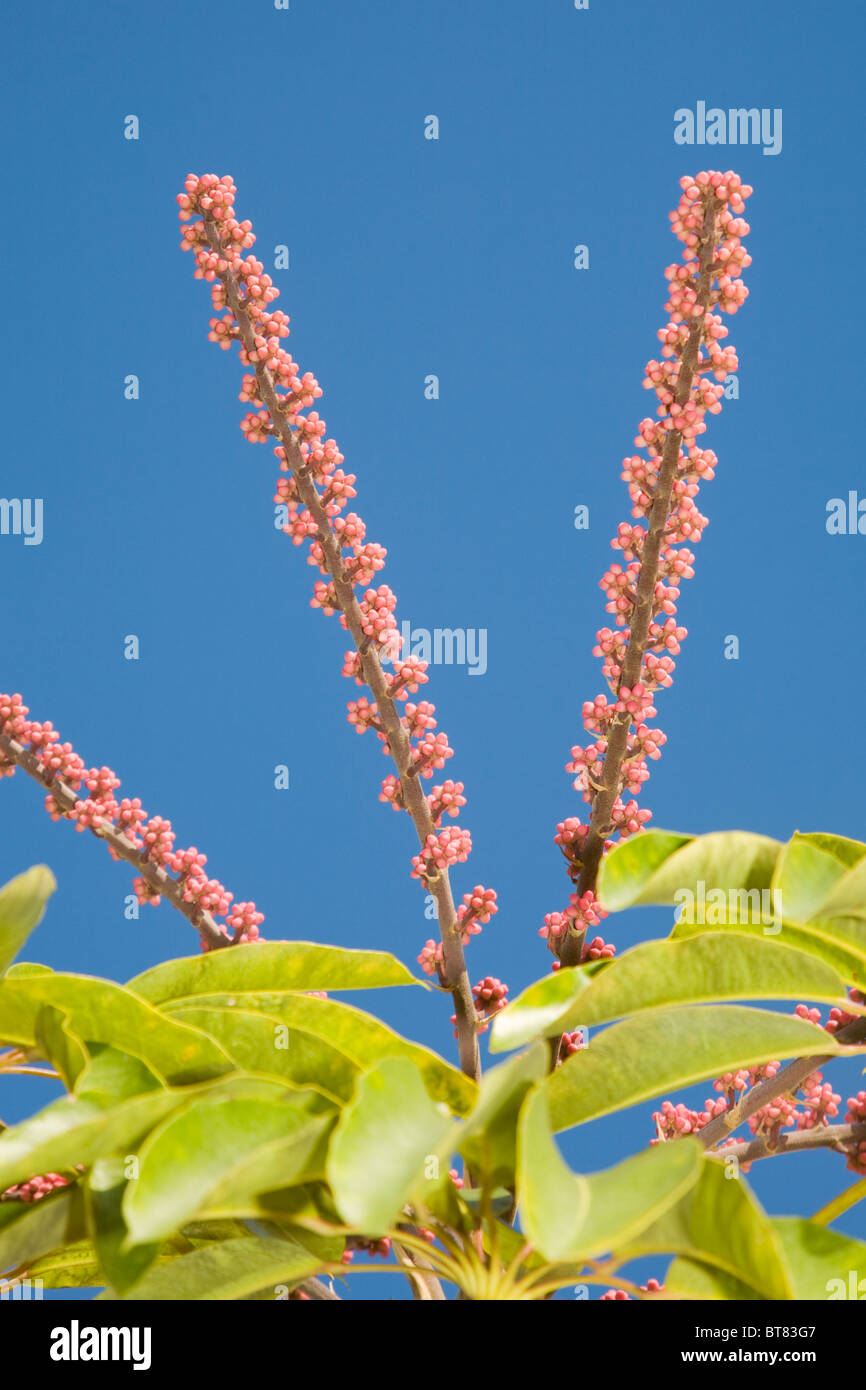 Schefflera actinophylla rainforest hi-res stock photography and images ...