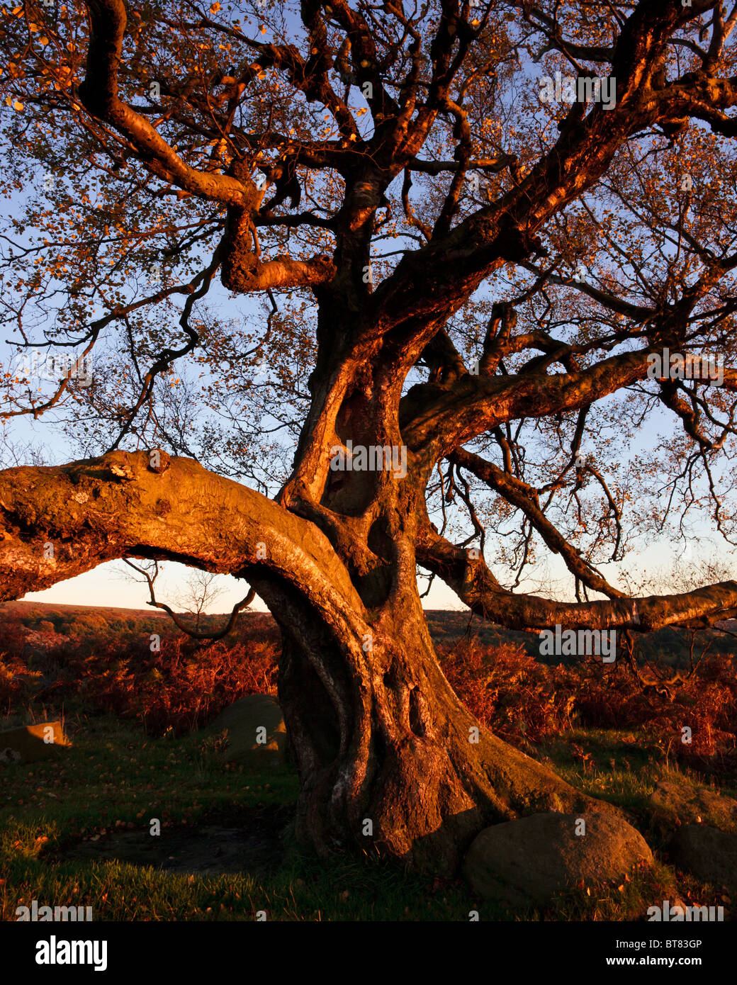 Lone tree in Autumn, Lawrence Field, Longshaw Estate, Derbyshire's Peak ...