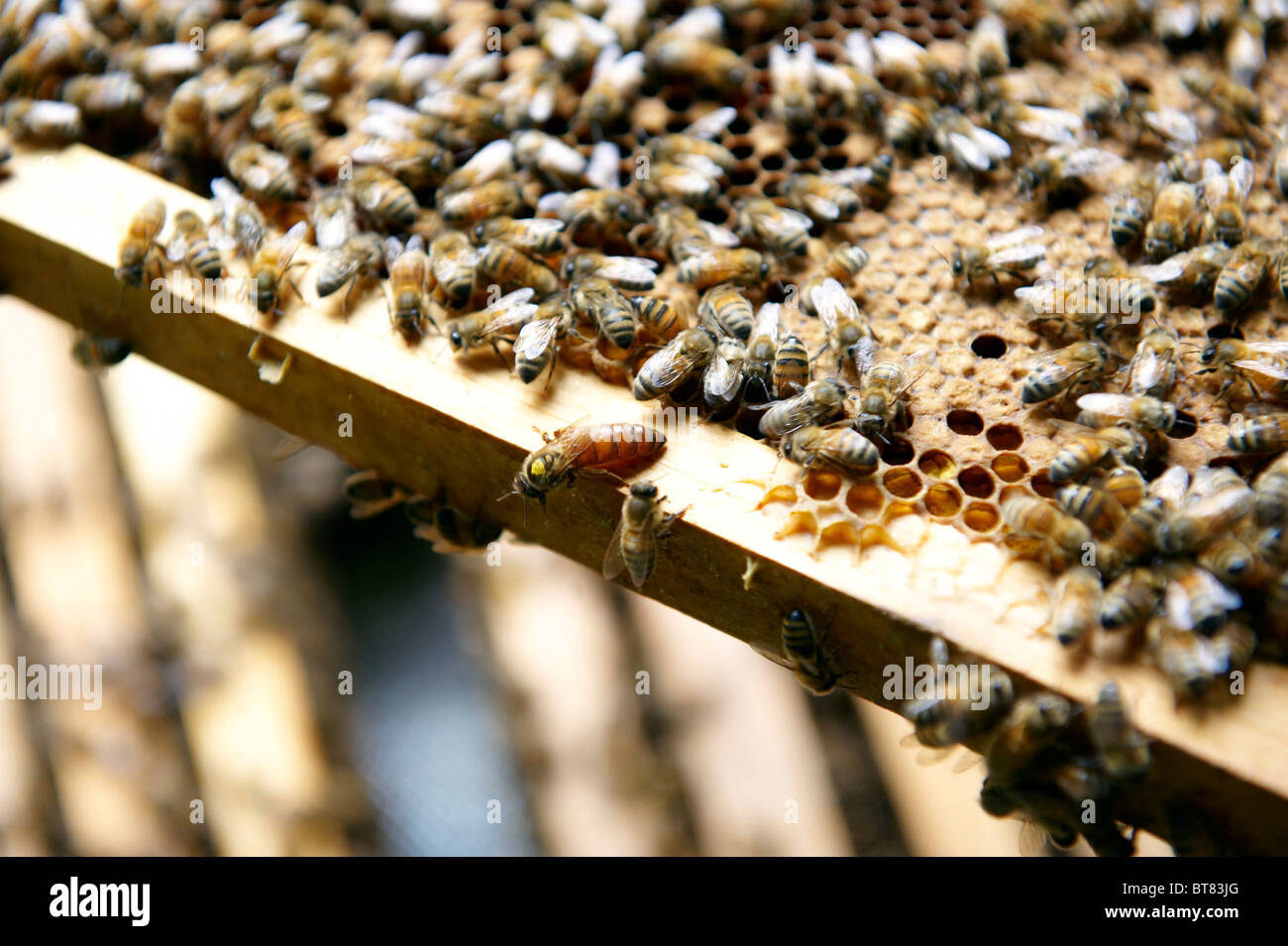 Beehive bees hi-res stock photography and images - Alamy