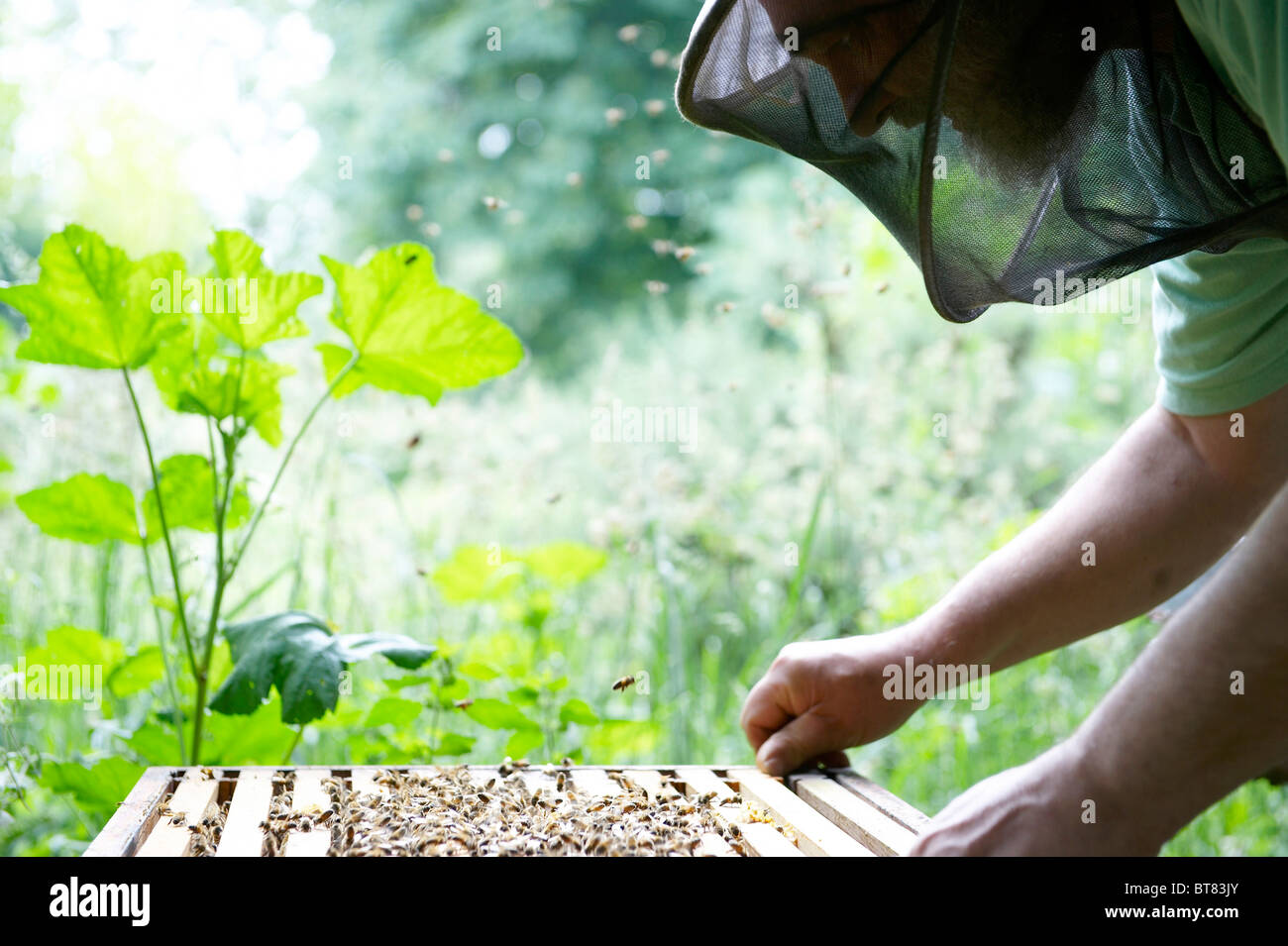 Open beehive hi-res stock photography and images - Alamy
