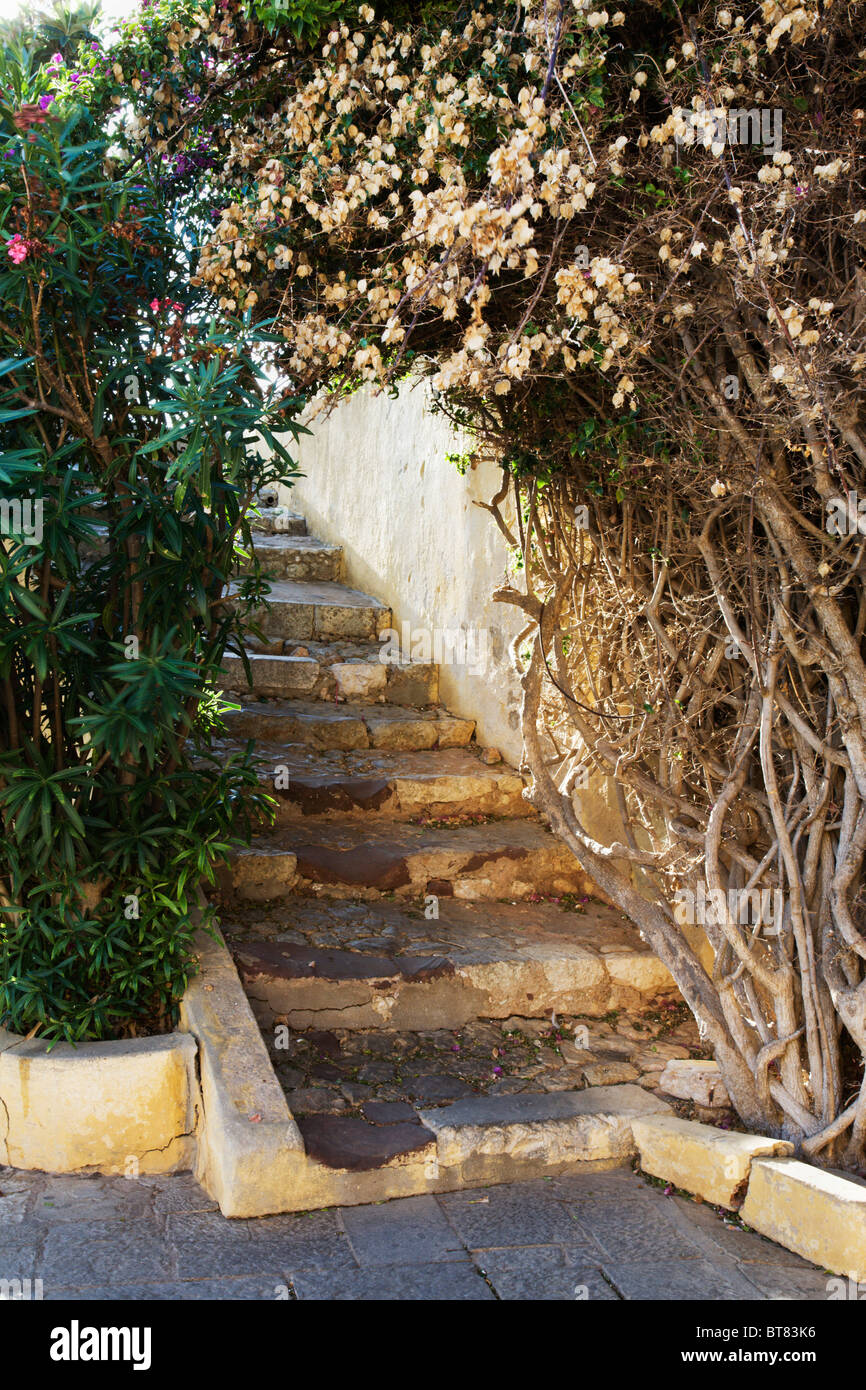 Secluded stone steps leading up through tropical bushes Stock Photo - Alamy