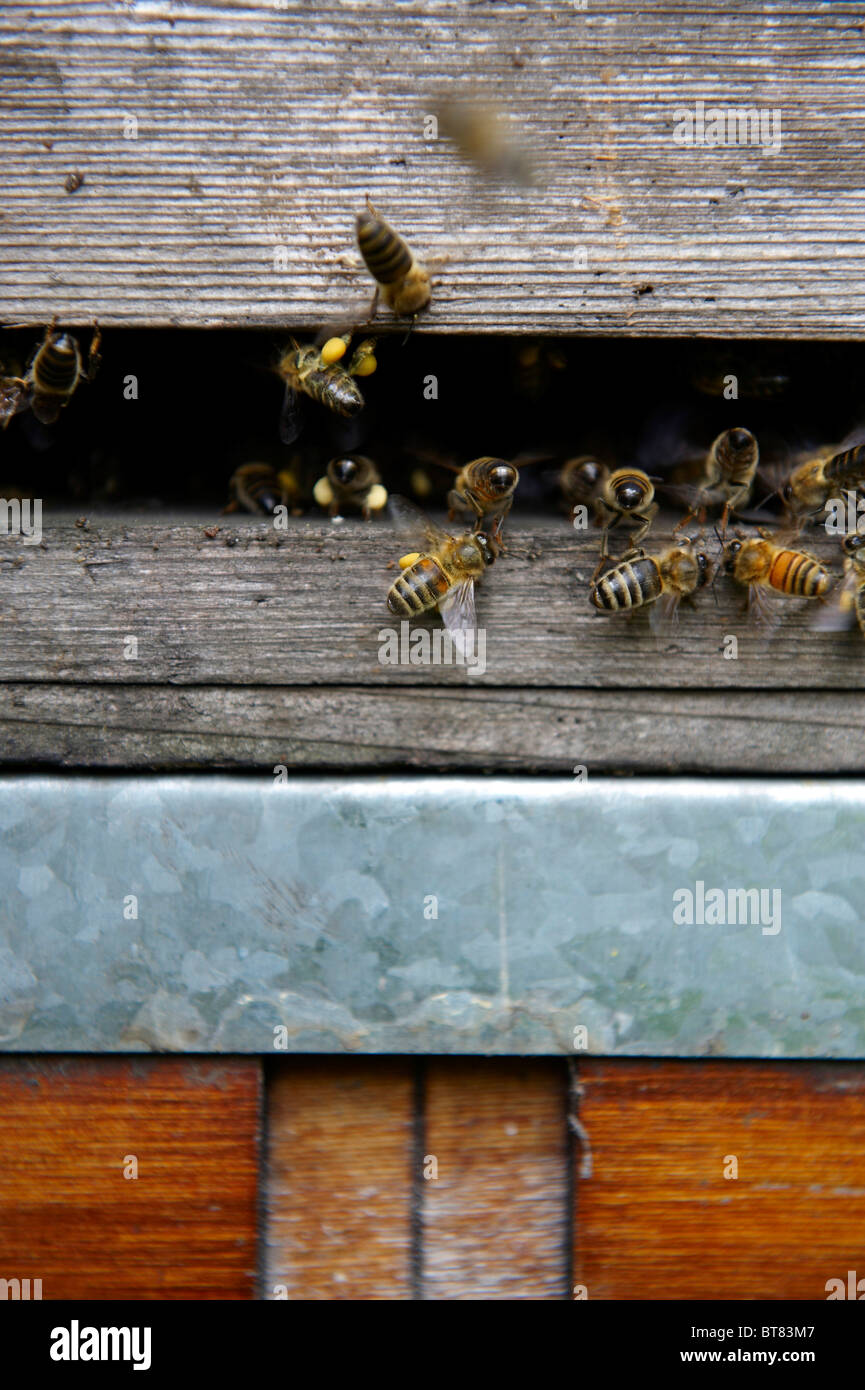Worker bees storing pollen hi-res stock photography and images - Alamy