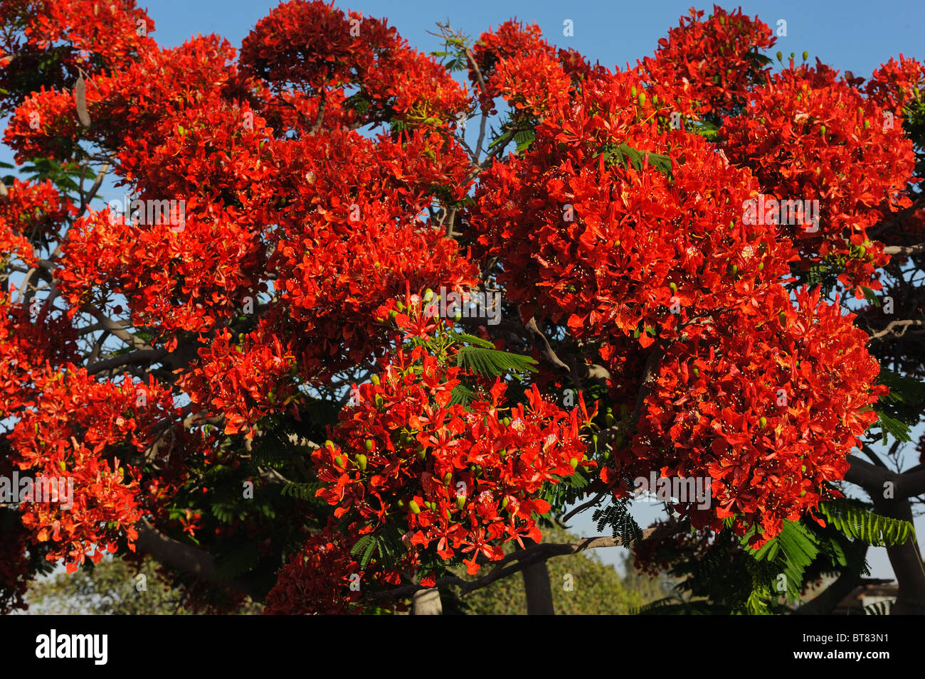Flowers of Israel Stock Photo - Alamy