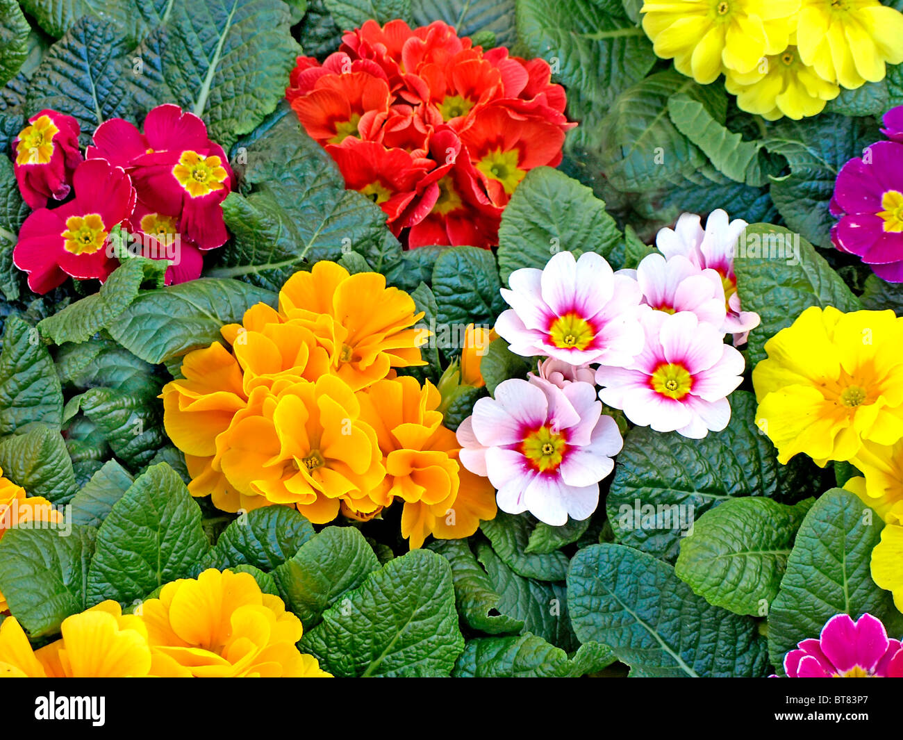 primrose in different colors Stock Photo - Alamy