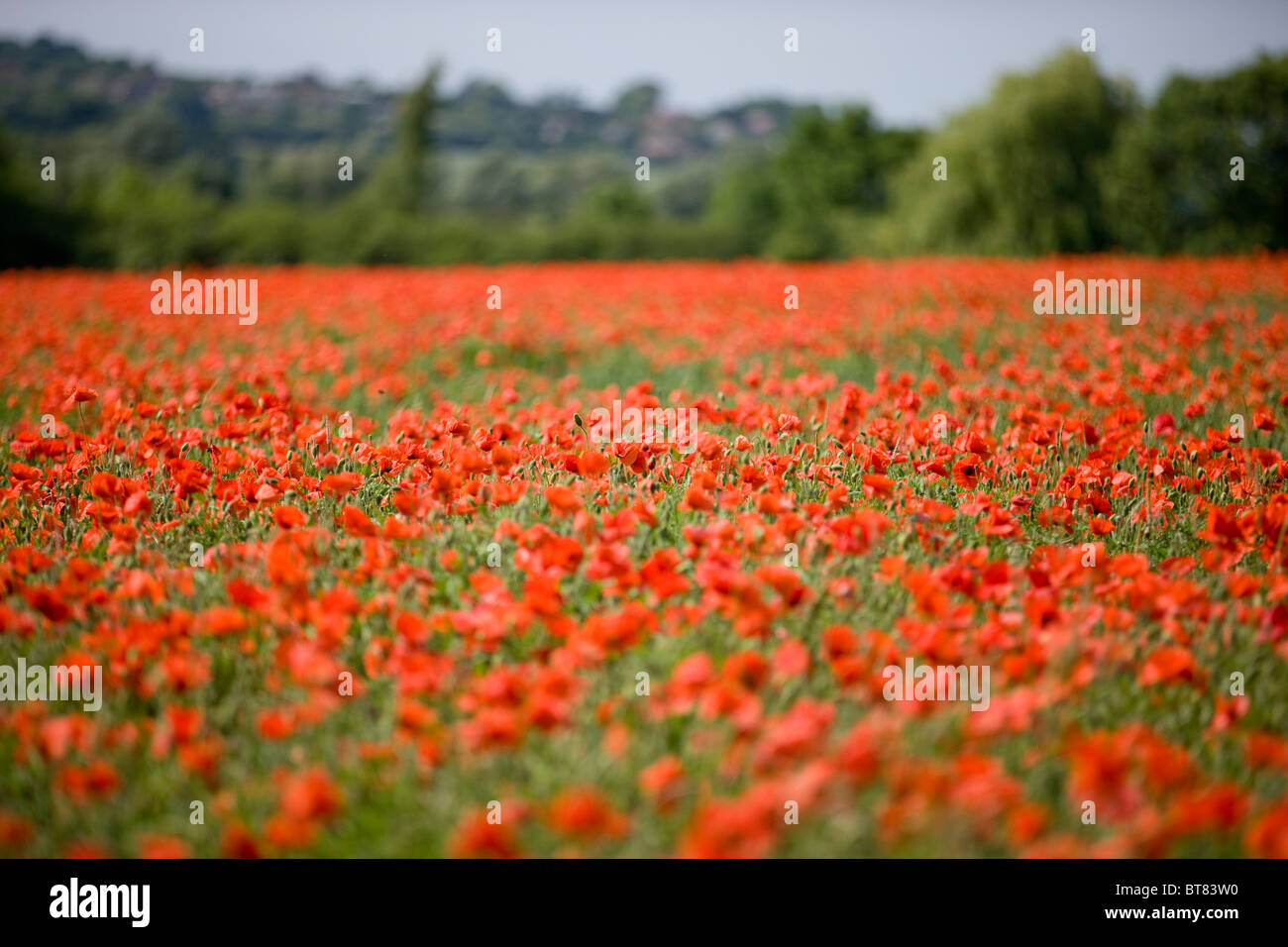 A field of red poppies Stock Photo - Alamy
