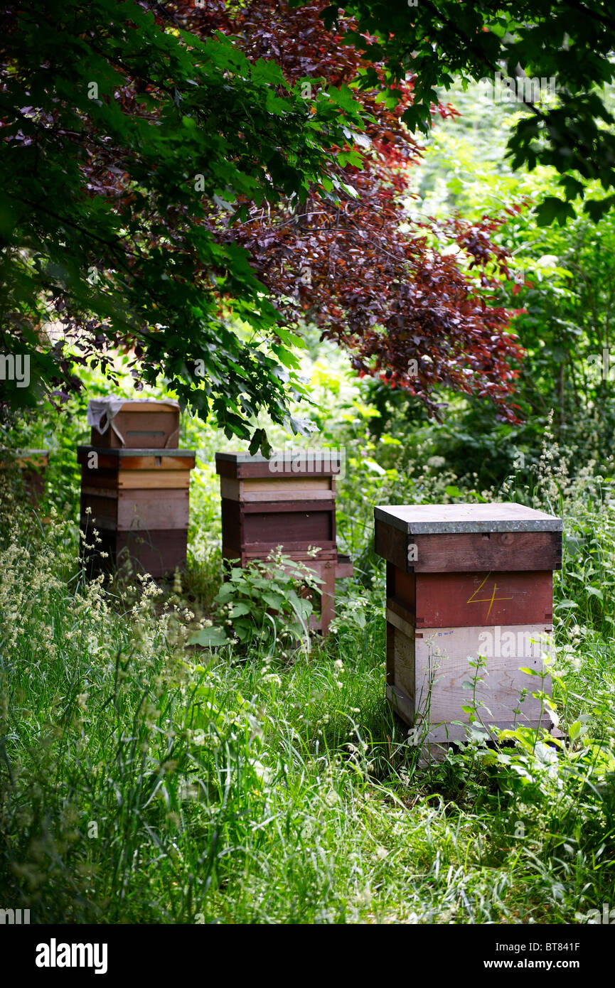 Bee hives, apiary, set in natural landscape under trees Stock Photo - Alamy