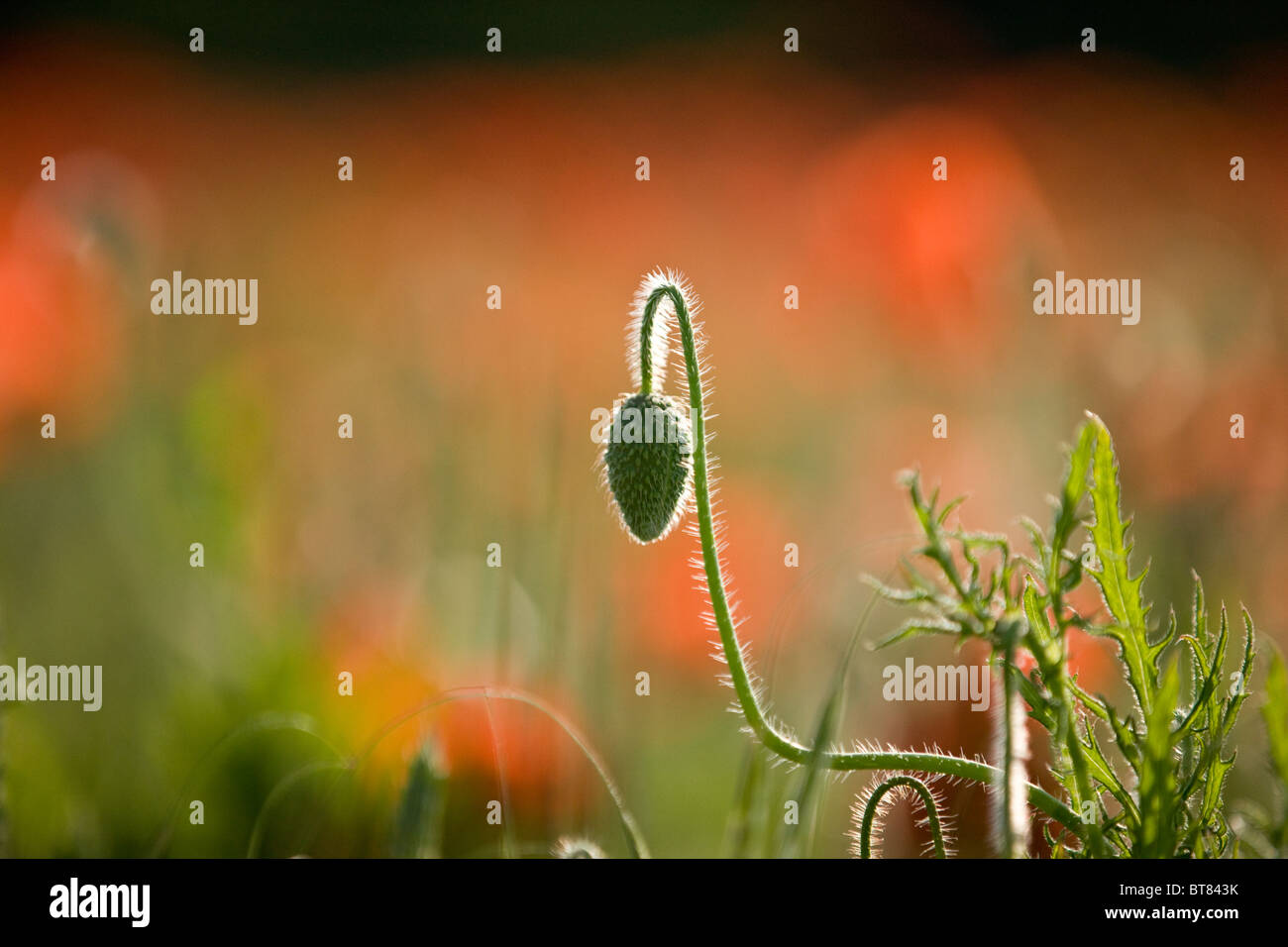 A closed red poppy bud Stock Photo - Alamy A closed red poppy bud Stock Photo - Alamy