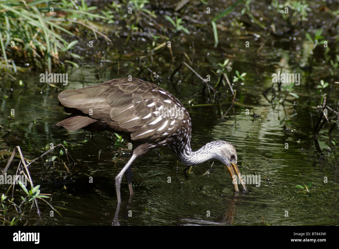 North american limpkin hi-res stock photography and images - Alamy