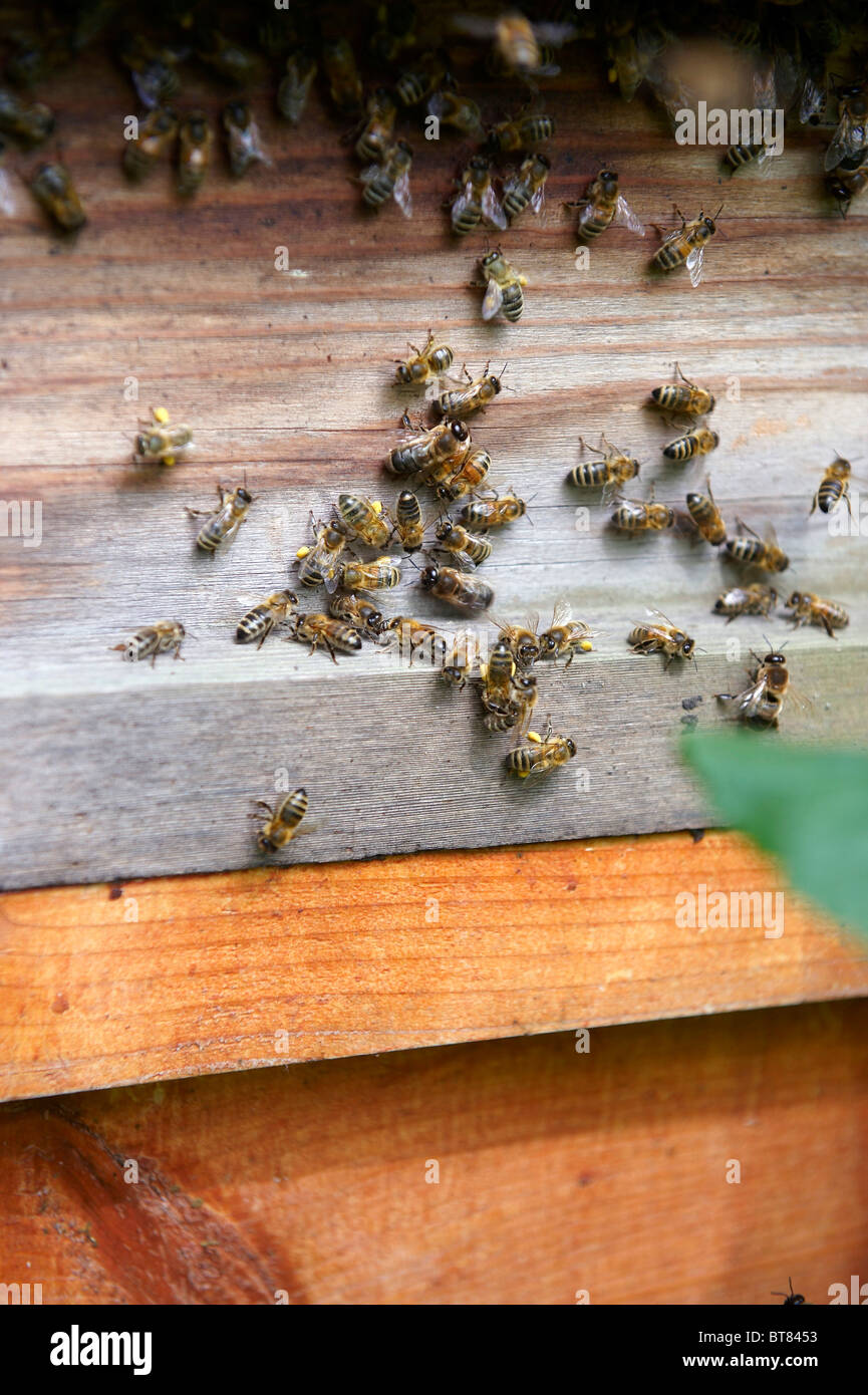 honey bees on the outside of a hive Stock Photo - Alamy