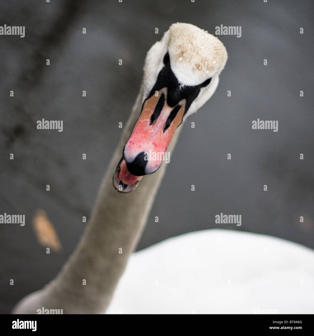 Angry swan hi-res stock photography and images - Alamy