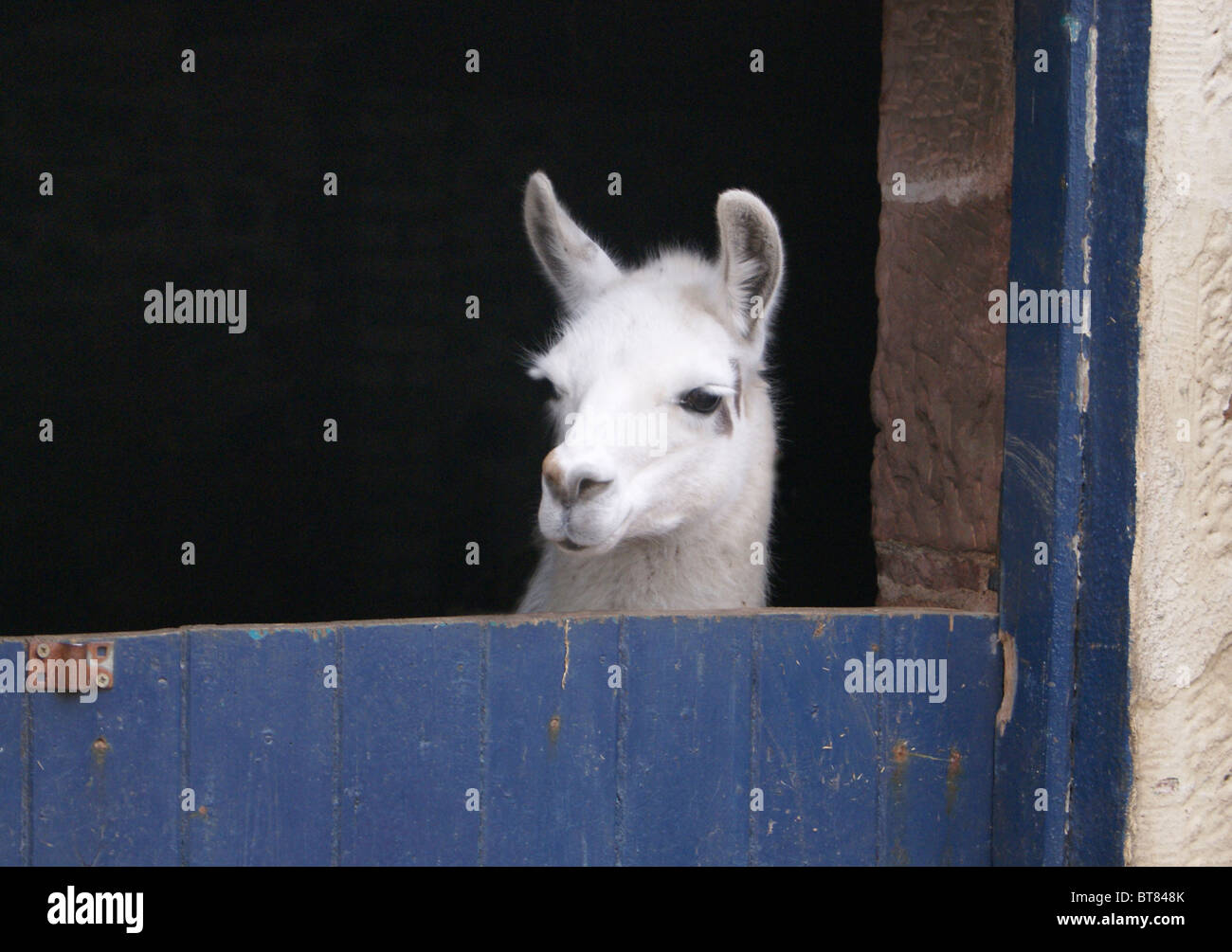 White llama hi-res stock photography and images - Alamy