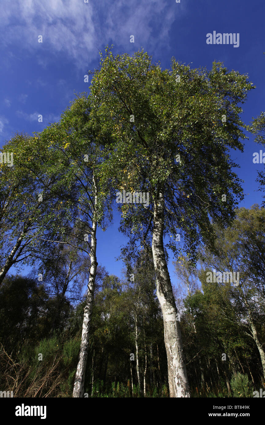 Silver birches tree hi-res stock photography and images - Alamy