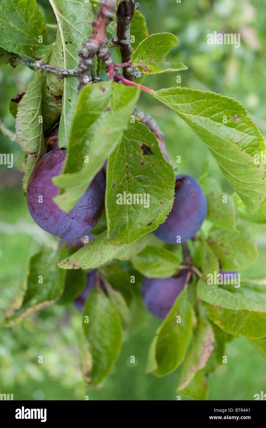 Plumbs hi-res stock photography and images - Alamy