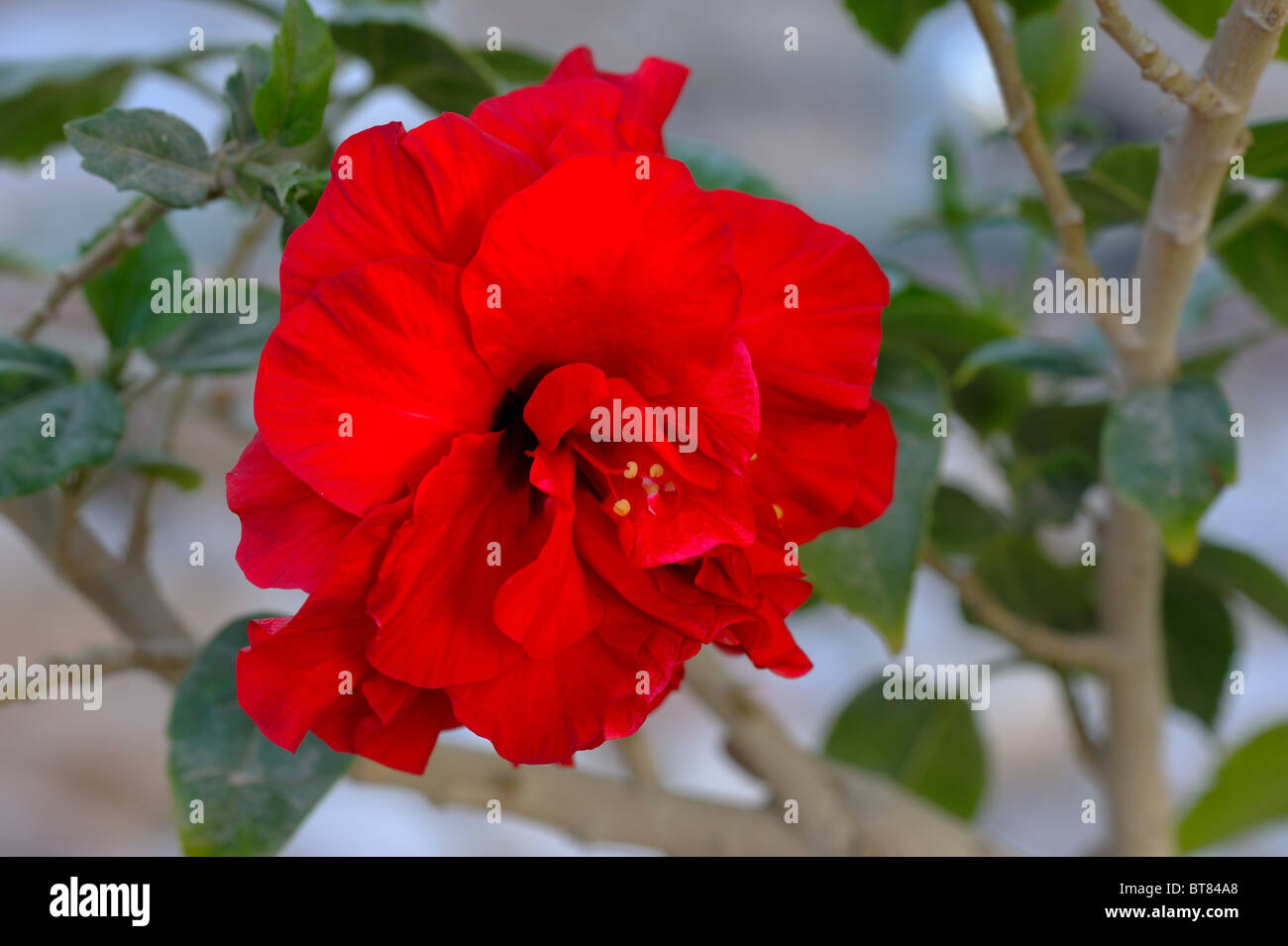 Flowers of Israel Stock Photo - Alamy