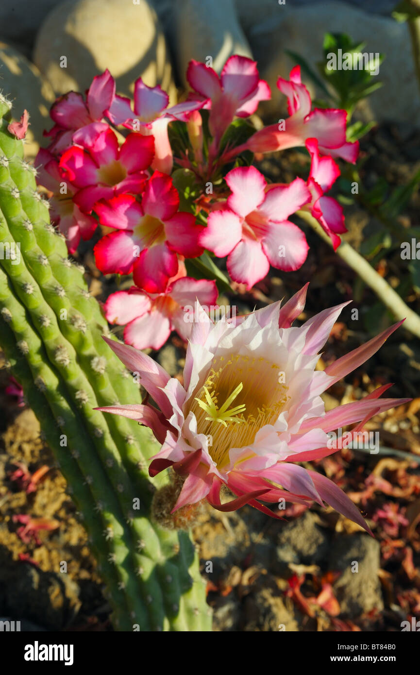 Flowers of Israel Stock Photo - Alamy