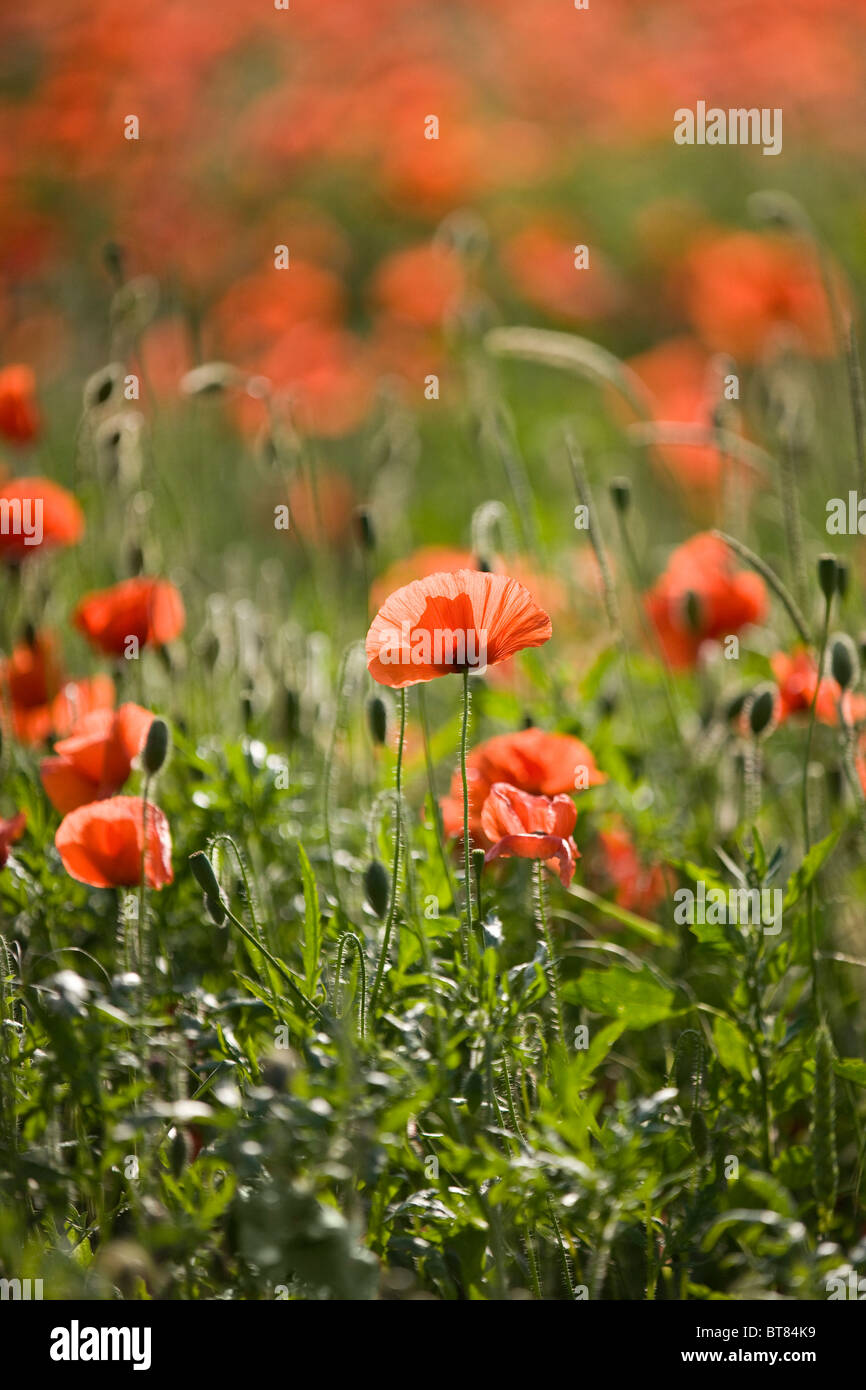 Red poppies in a field Stock Photo - Alamy