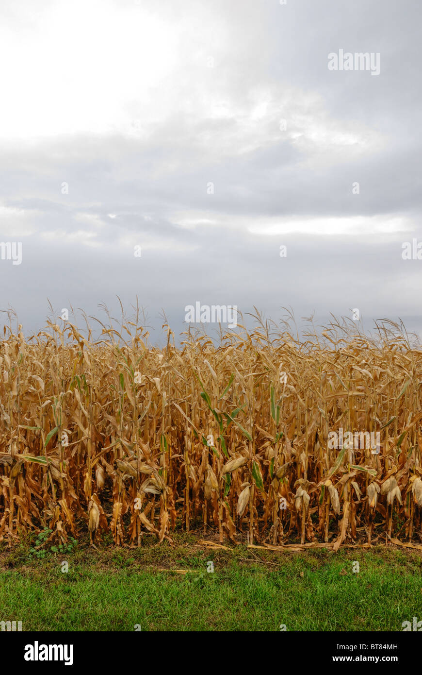 Crop cornfield hi-res stock photography and images - Alamy