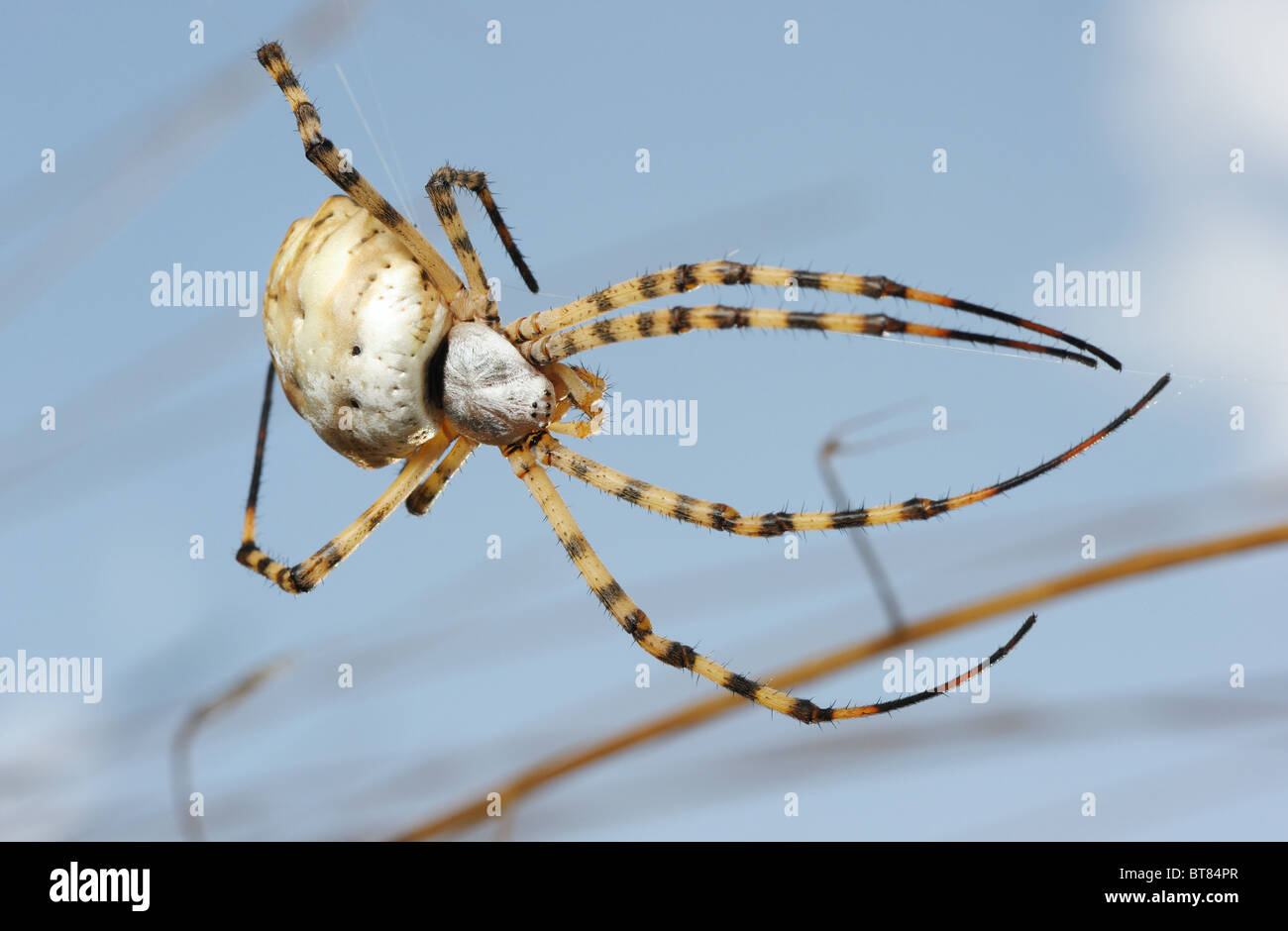 Argiope lobata spider hi-res stock photography and images - Alamy
