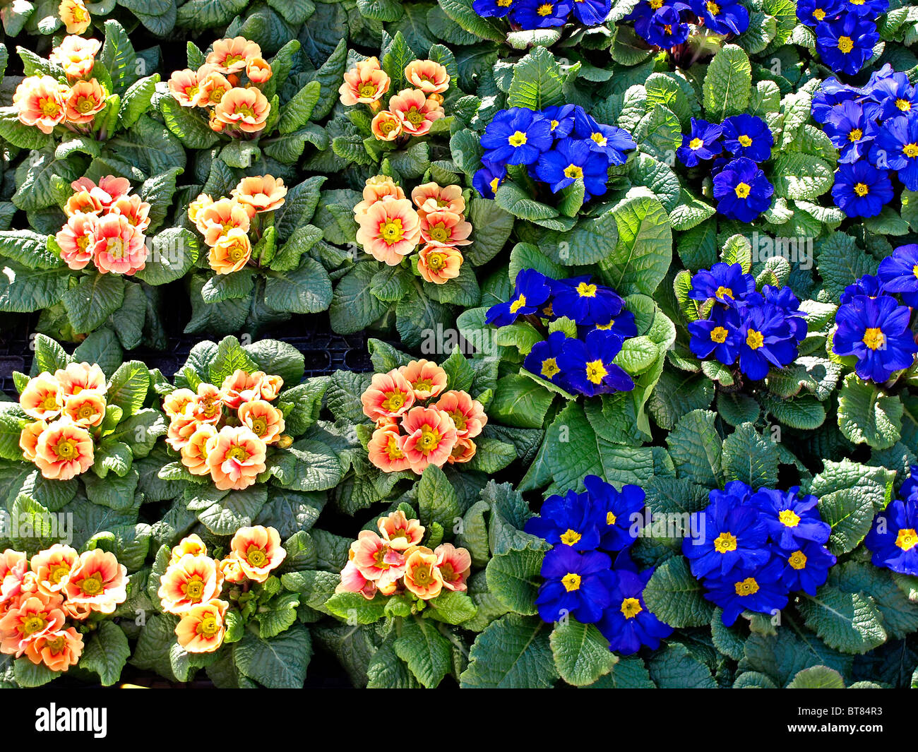 primrose in different colors Stock Photo - Alamy