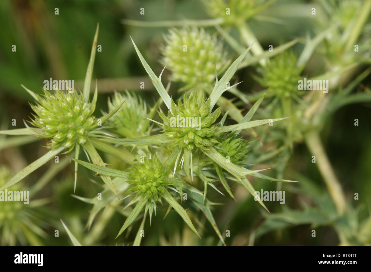 Field eryngo hi-res stock photography and images - Alamy