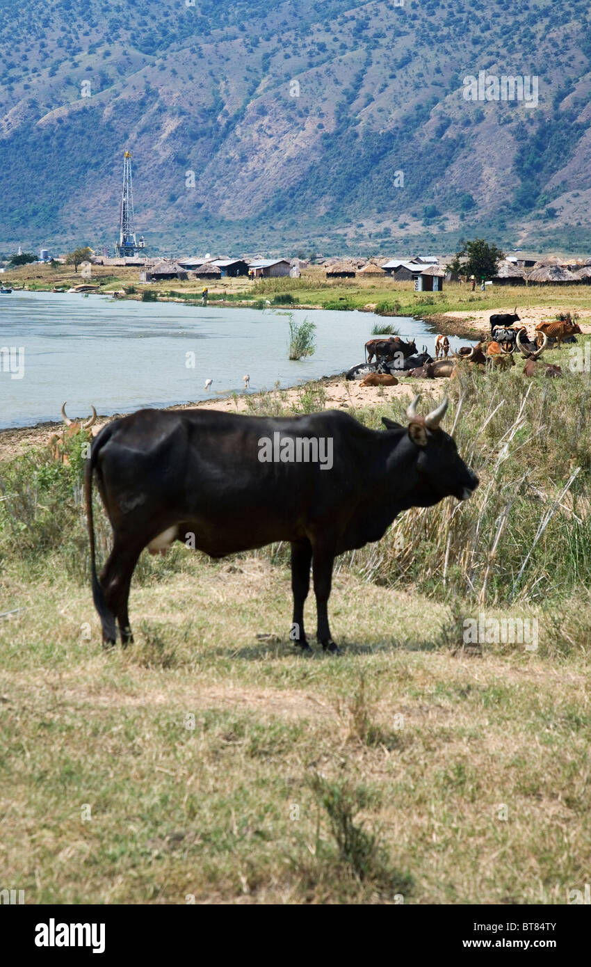 Ankole cattle hi-res stock photography and images - Alamy