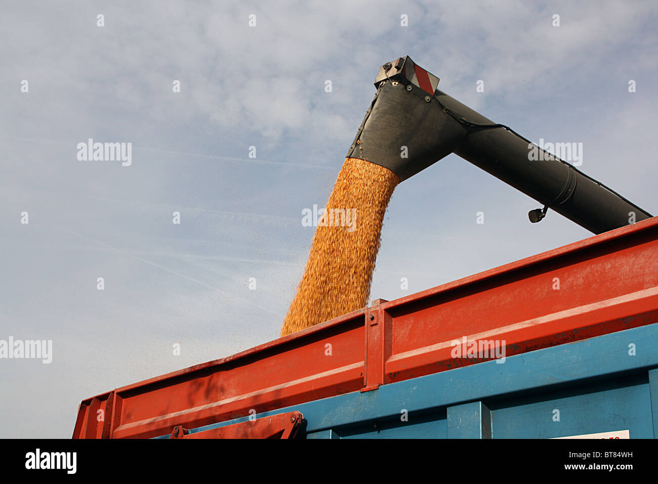 Combine harvester discharging sweetcorn into red and blue trailer hi ...