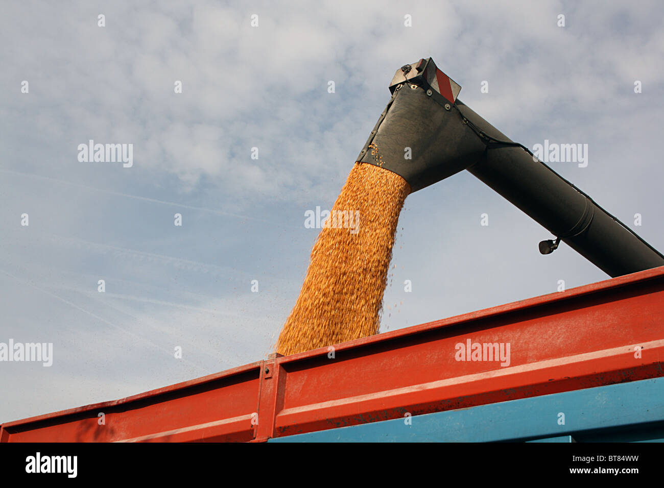 Combine harvester discharging sweetcorn into trailer Stock Photo - Alamy