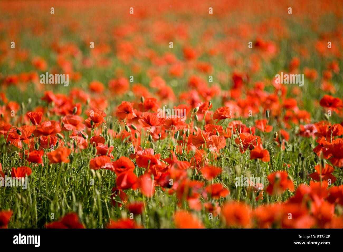 A field of red poppies Stock Photo - Alamy