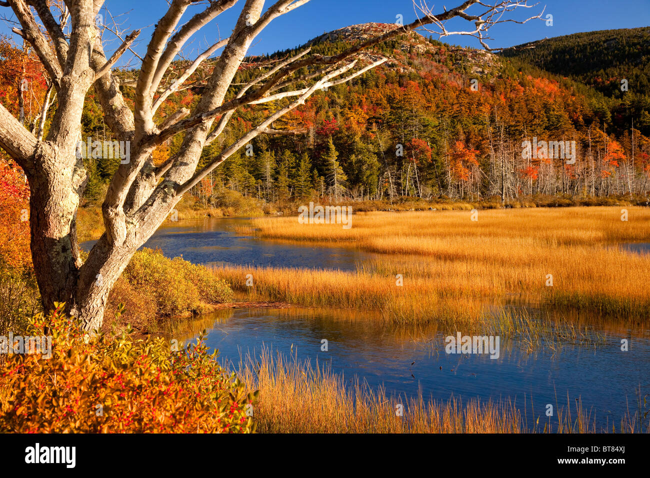 Autumn colors at Upper Hadlock Pond in Acadia National Park, Maine USA ...