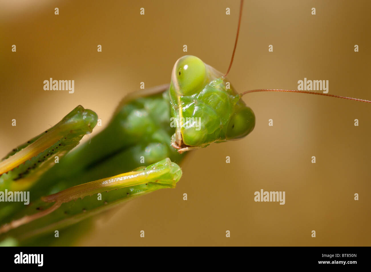 Close up portraits of a praying mantis Stock Photo - Alamy