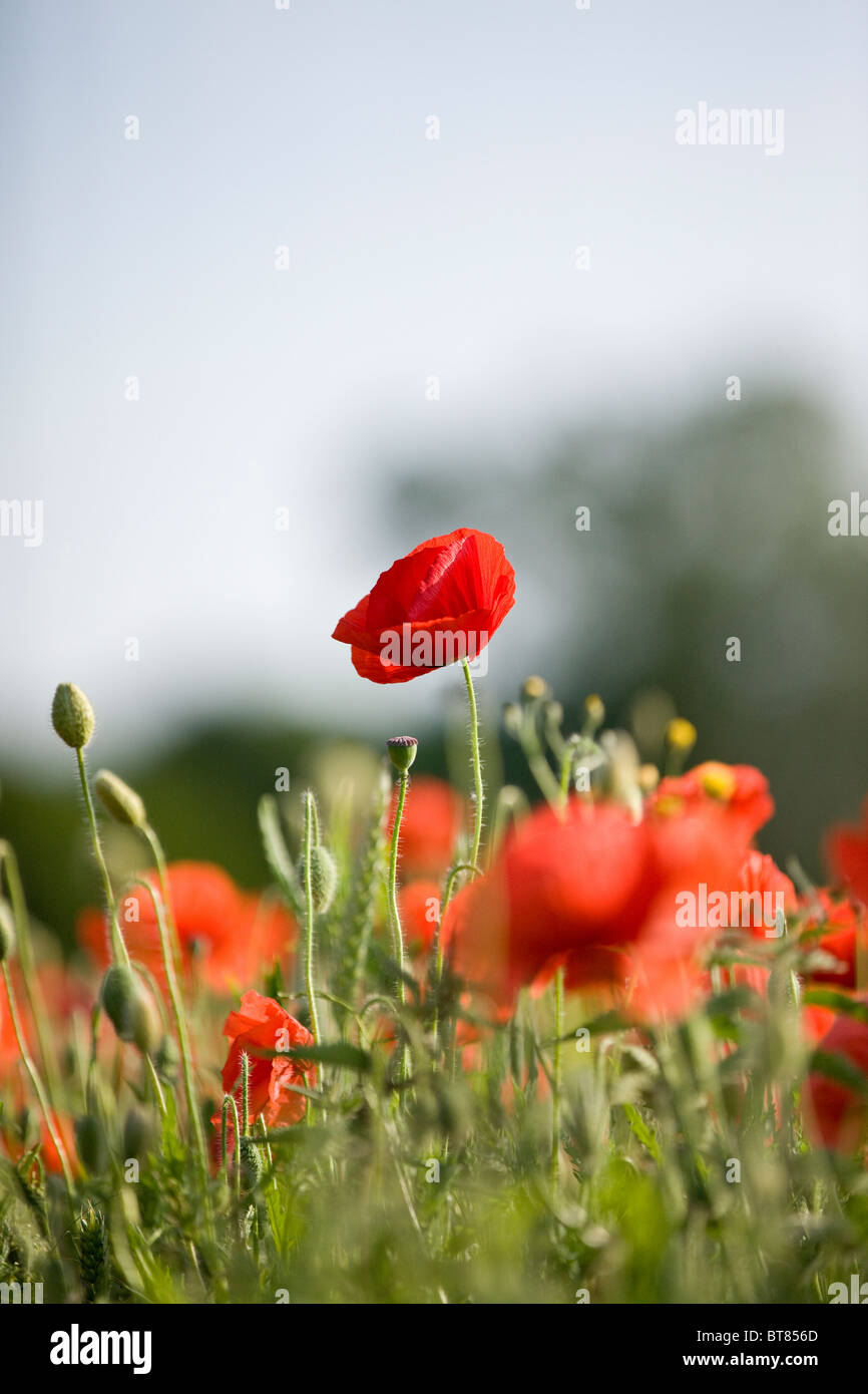 Red poppy in a field Stock Photo - Alamy