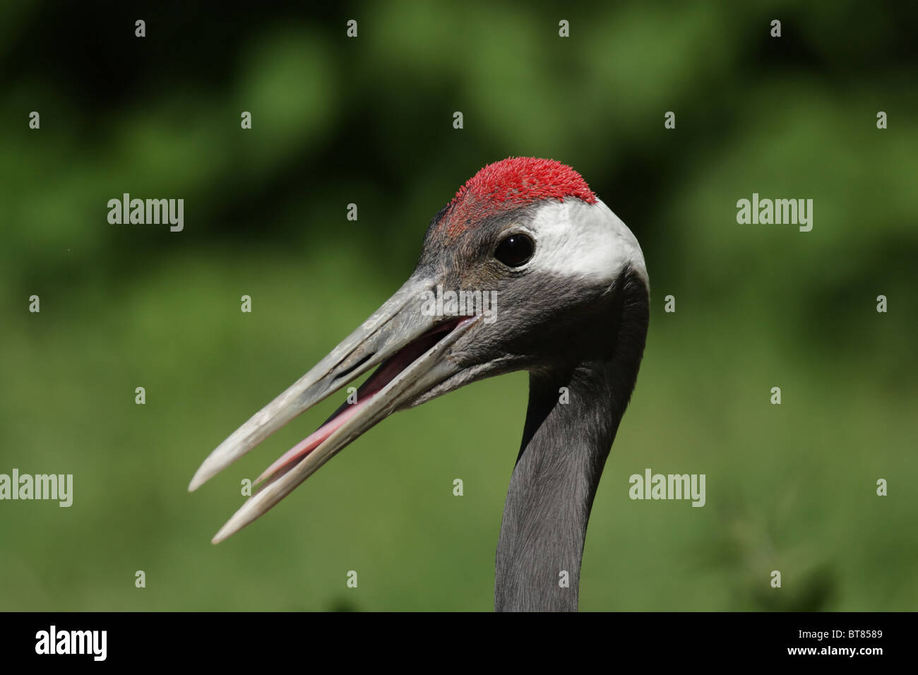 Portrait of a Red-crowned Crane (Grus japonensis) with beak wide open ...