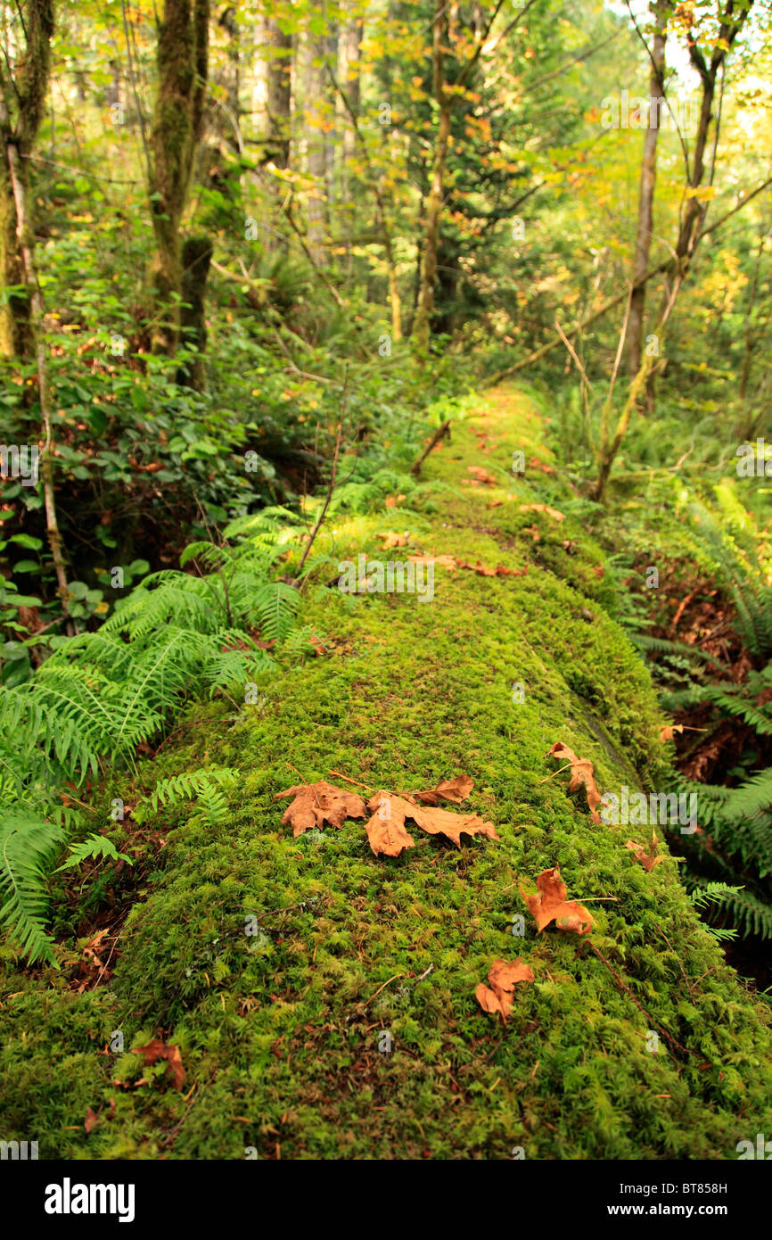 Fern covered trail hi-res stock photography and images - Alamy