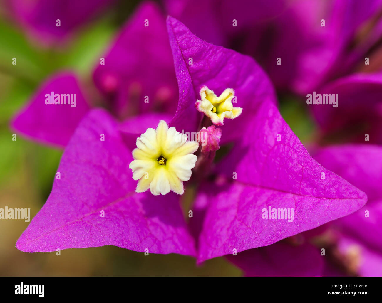Flowers of Israel Stock Photo - Alamy