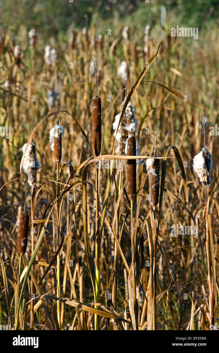 Cattails , Bulrush Stock Photo - Alamy
