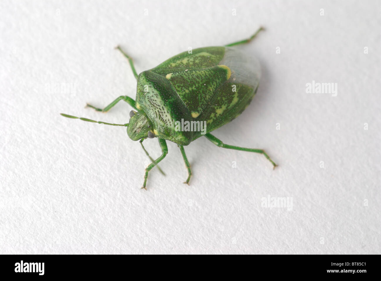 Juniper stink bug, Banasa euchlora, on a on a white background, dorsal ...