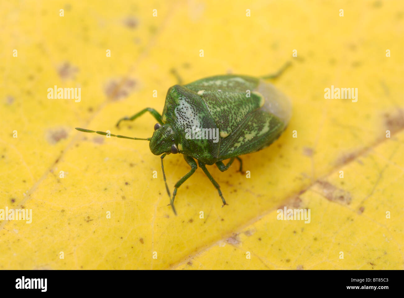 Juniper stink bug, Banasa euchlora, on a yellow autumn leaf Stock Photo ...