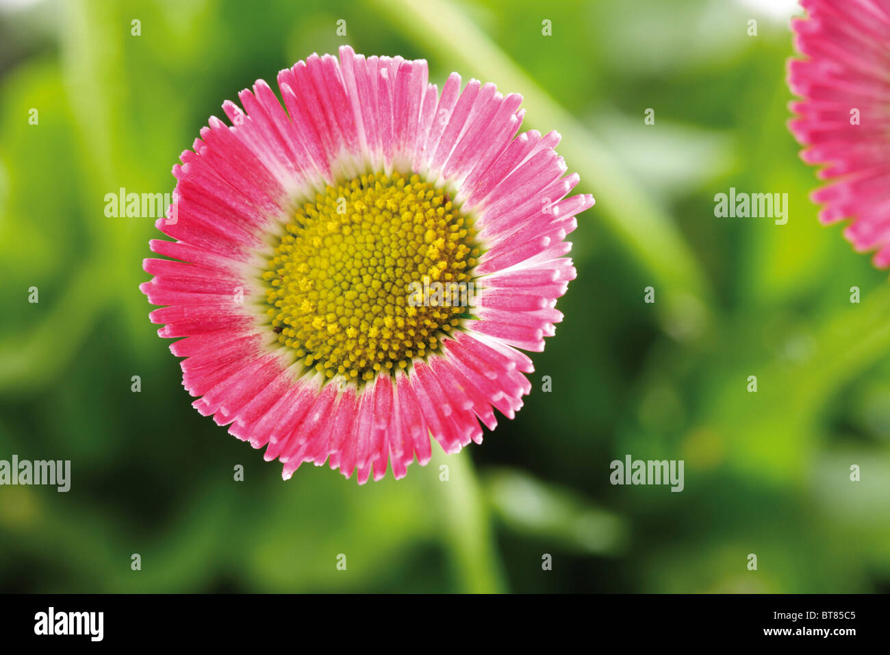 Common Daisies (Bellis perennis Stock Photo - Alamy