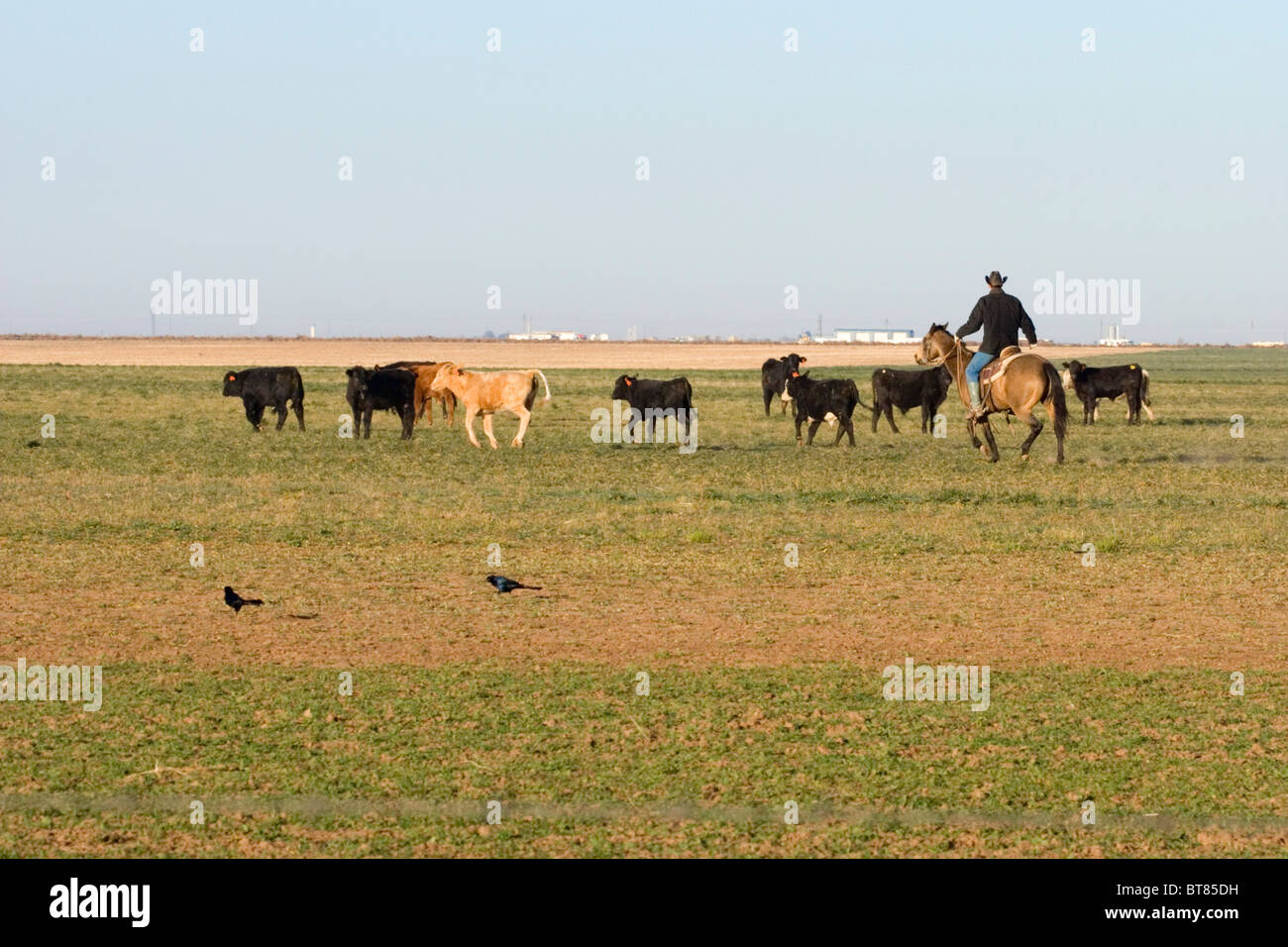 The "Cadillac Ranch" sits on an actual working cattle ranch on the ...