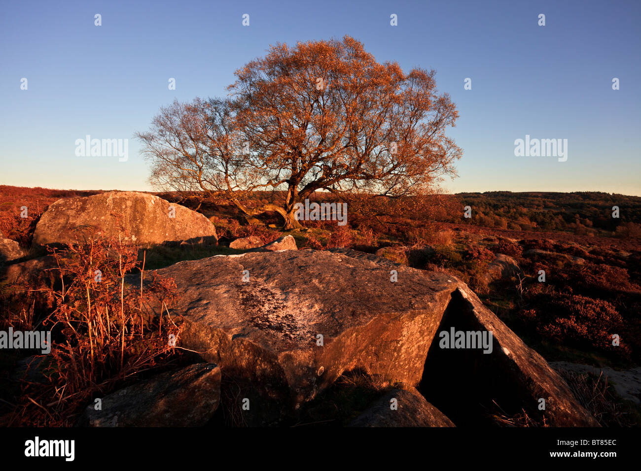 Lone tree in Autumn, Lawrence Field, Longshaw Estate, Derbyshire's Peak ...