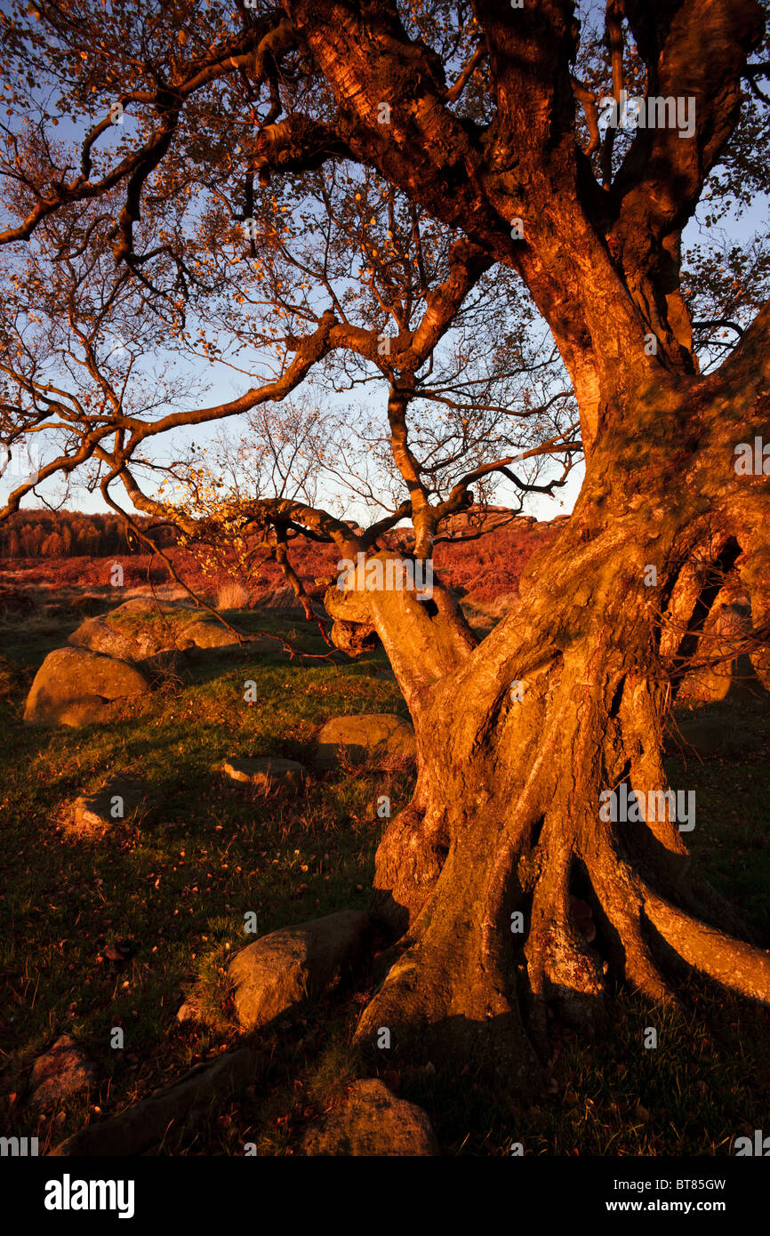 Mature birch tree hi-res stock photography and images - Alamy