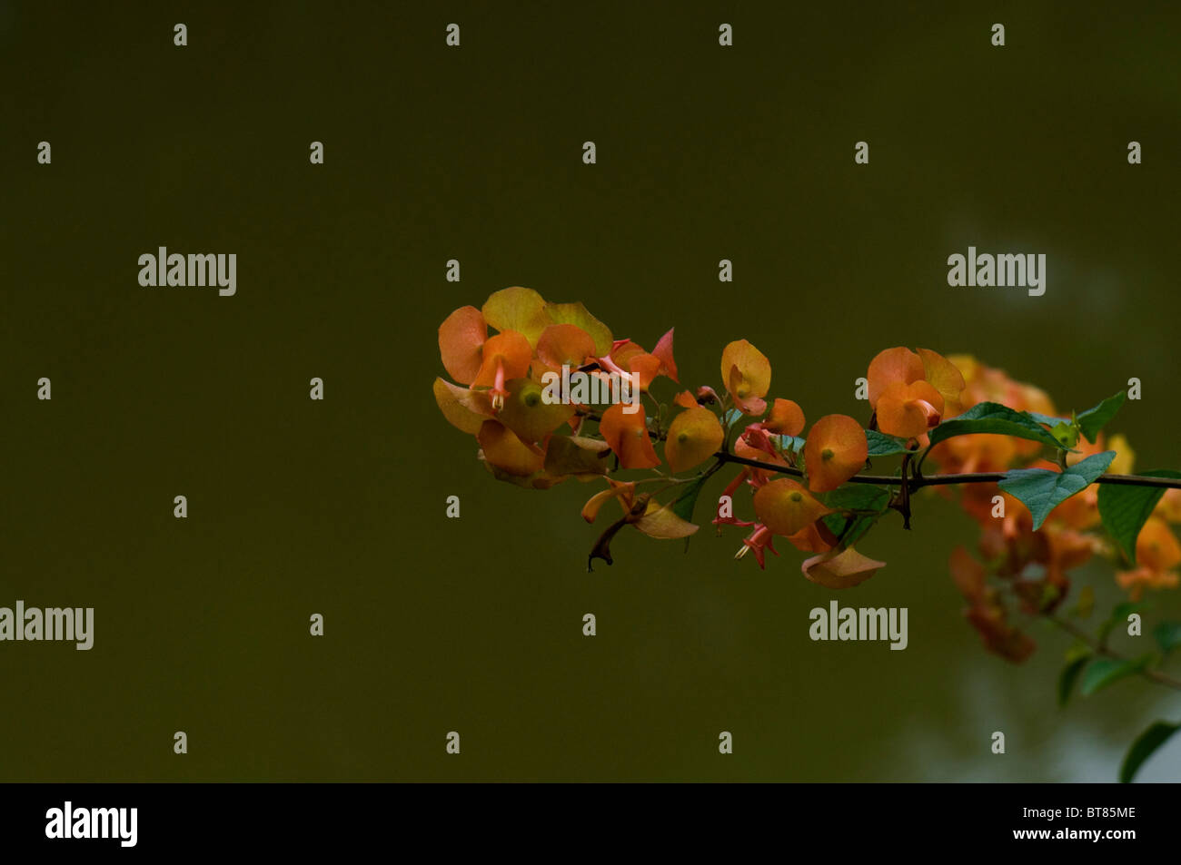 Chinese hat flower Stock Photo - Alamy